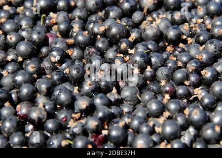 Tas de groseille noire. Riche récolte de baies de cassis. Arrière-plan ...