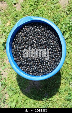 Tas de groseille noire. Riche récolte de baies de cassis. Arrière-plan ...