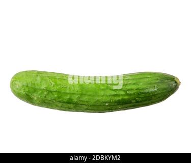 Le concombre est une plante grimpante très cultivée dans les ...
