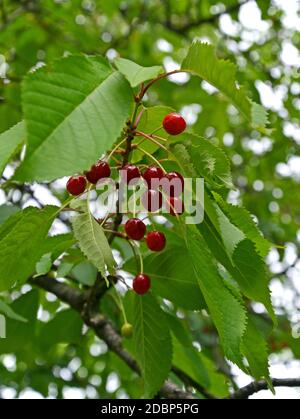Les cerises sauvages, de la direction générale, fruits, arbres, arbre ...