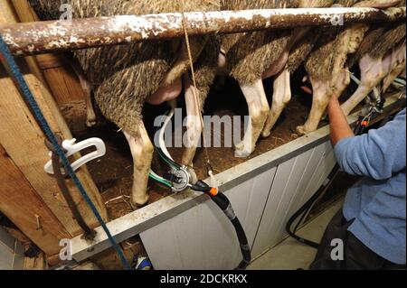La traite des brebis en une salle de traite Photo Stock - Alamy