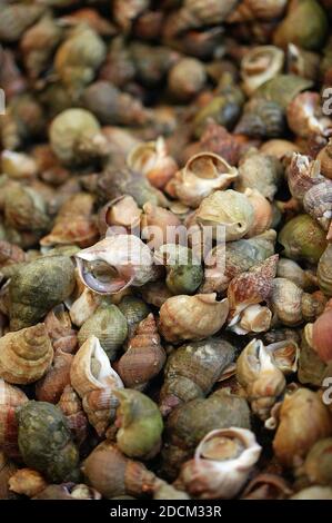 (Buccinum undatum buccin commun : Buccinidae) exposés au bas de la côte ...
