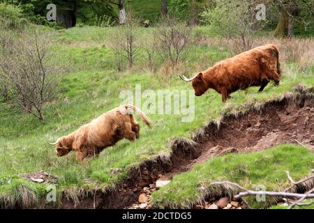 Highland cattle (gaélique écossais : Bò Ghàidhealach ; Scots : Heilan ...