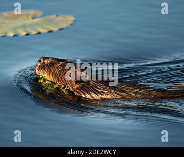 Castor gros plan manger dans l'eau montrant sa fourrure brune, le corps ...