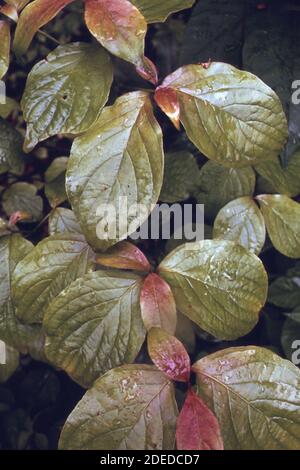 LAKE DANS LA RÉGION DE TONKA HA HA, l'UN DES DEUX FORMÉ PAR GUNTER'S ...