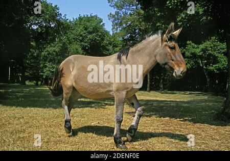 Mule, croisement entre un âne et un cheval femelle Photo Stock - Alamy