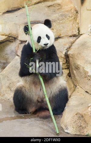 Panda géante - Pandas geants au ZooParc de Beauval à Saint-Aignan-sur ...