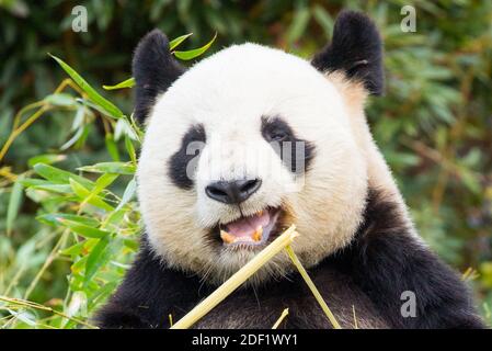 Panda géante - Pandas geants au ZooParc de Beauval à Saint-Aignan-sur ...