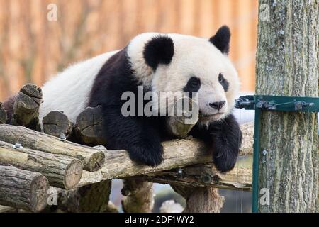 Panda géante - Pandas geants au ZooParc de Beauval à Saint-Aignan-sur ...