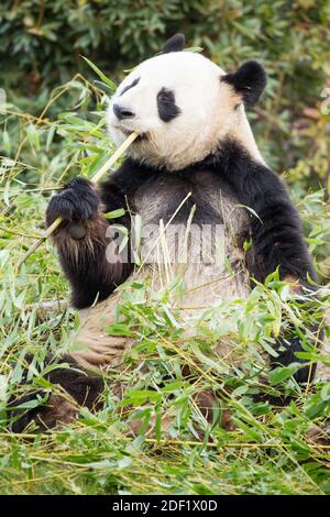 Panda géante - Pandas geants au ZooParc de Beauval à Saint-Aignan-sur ...
