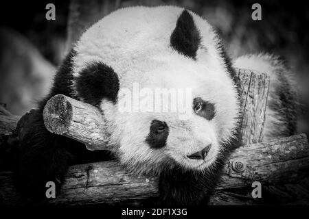 Panda géante - Pandas geants au ZooParc de Beauval à Saint-Aignan-sur ...