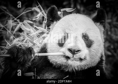 Panda géante - Pandas geants au ZooParc de Beauval à Saint-Aignan-sur ...