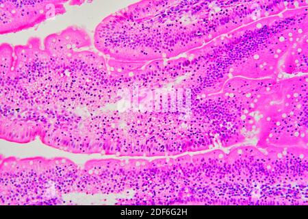 Coupe transversale de l'intestin grêle montrant les glandes de la ...