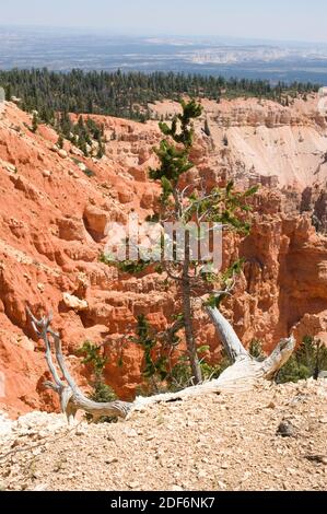 Le pin de Bristlecone du grand bassin (Pinus longaeva) est un conifères ...