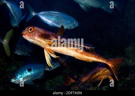 Le grondin volant Dactylopterus volitans tropicaux de poissons de l ...