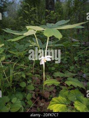 Fleur Mayapple (Podophyllum peltatum) les plantes indigènes qui ...