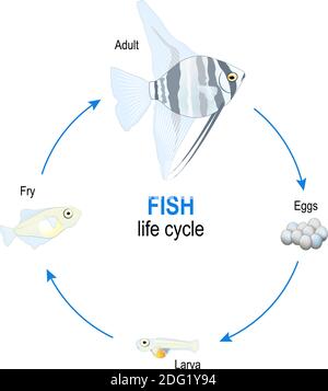 Cycle de vie des poissons. Séquence des stades de développement du poisson, de l'œuf à l'animal ...