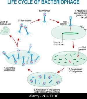 Replication virale. Cycle de vie du virus de l'attachement, de l'entrée ...