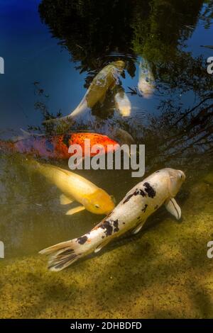 Des poissons koï colorés se balancent dans un étang dans un arboretum ...