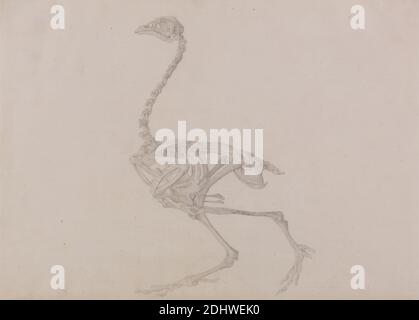 Squelette de poule Photo Stock - Alamy