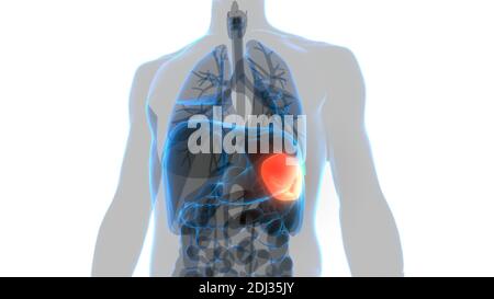 Illustration de l'homme anatomie de la rate Photo Stock - Alamy