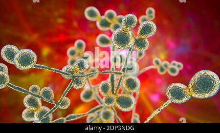 Illustration informatique des stades de la levure et des hyphes des ...