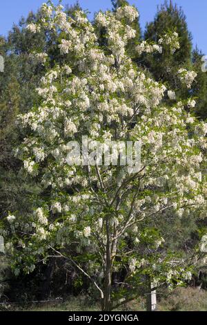 Criquet noir, Gewöhnliche Robinie, Robinier faux-acacia, Robinia ...