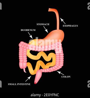 Anatomie du côlon avec parties de description. Icône intestin. Organe ...