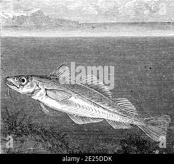 Morue de l'Atlantique, Gadus morhua, à l'école de hareng Photo Stock ...