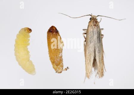 Chenille de la teigne de grain européenne ou de la teigne de grain ...