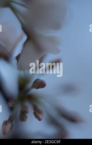 Festival des cerisiers en fleurs dans le temps de la sprint à ...