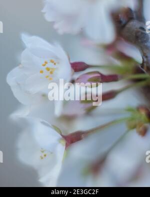 Festival des cerisiers en fleurs dans le temps de la sprint à ...