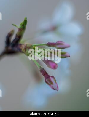 Festival des cerisiers en fleurs dans le temps de la sprint à ...