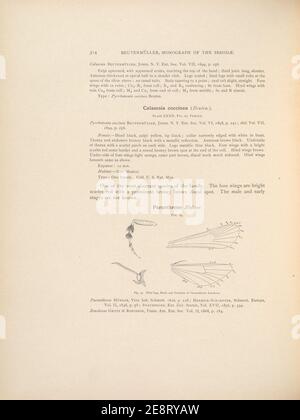 Monographie des Sesiidae of America, nord du Mexique, New York, 1901 ...