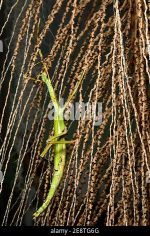 Insecte géant de bâton, grandes espèces d'insecte australien de bâton ...