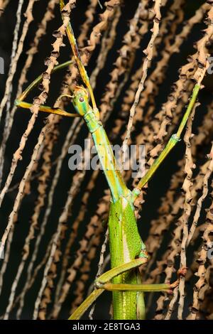 Insecte géant de bâton, grandes espèces d'insecte australien de bâton ...