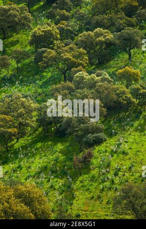 Encinas y Gamones o Asfodelos, Parque Natural Sierra de Andújar, Jaen ...