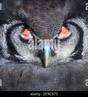 L'aigle-hibou de Verreaux (Bubo lacteus). Hibou de l'aigle laiteux ou ...