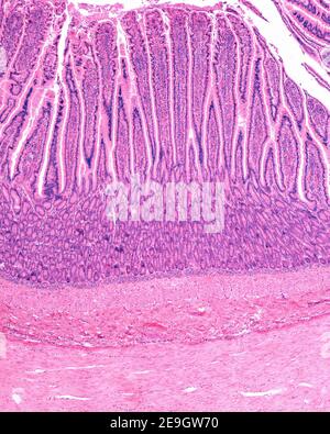 Paroi de l'intestin grêle. De haut en bas : cryptes de Lieberkühn ...