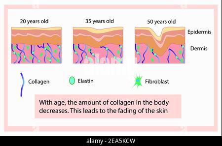 Anatomie de l'épiderme. Couches et structure cellulaire de la peau ...
