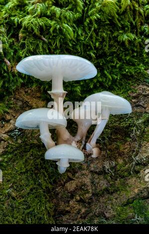 Corps de fructification de champignons en porcelaine sur une bûche ...