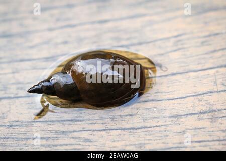 Photo d'un escargot de boue pointu (Lymnaea stagnalis) ou d'un escargot ...