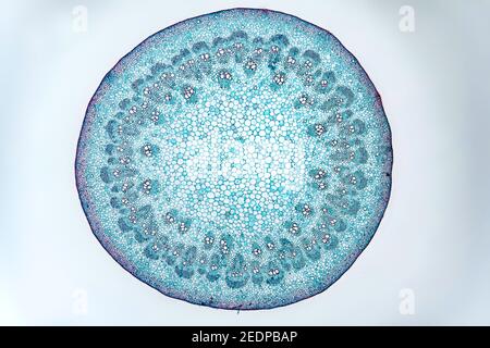 Coupe transversale de la tige des plantes ligneuses sous le microscope ...
