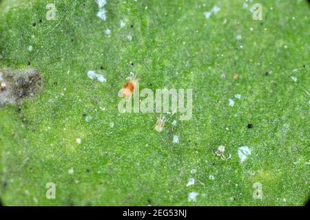 Gros plan d'une masse d'araignées rouges (Tetranychus urticaire) sur la ...