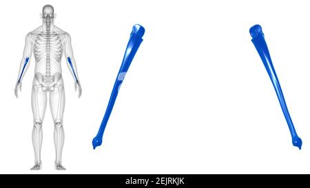 RADIUS et du cubitus Photo Stock - Alamy