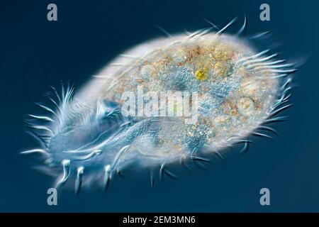 Protozoaire cilié. Contraste d'interférence différentielle (DIC ...