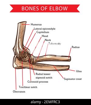 Bras de l'humérus squelette vue latérale du côté humain. Anatomique ...