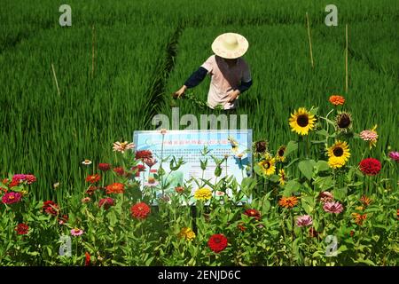 Les producteurs de riz de Zhejiang, CHINE, pulvérisent des pesticides ...