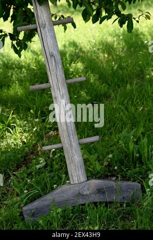 Cerisier nain, griotte, cerise (Prunus cerasus 'charoe', Prunus cerasus ...