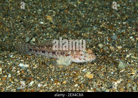 Poisson gobie svelte Gobius geniporus) (sous l'eau dans la mer ...